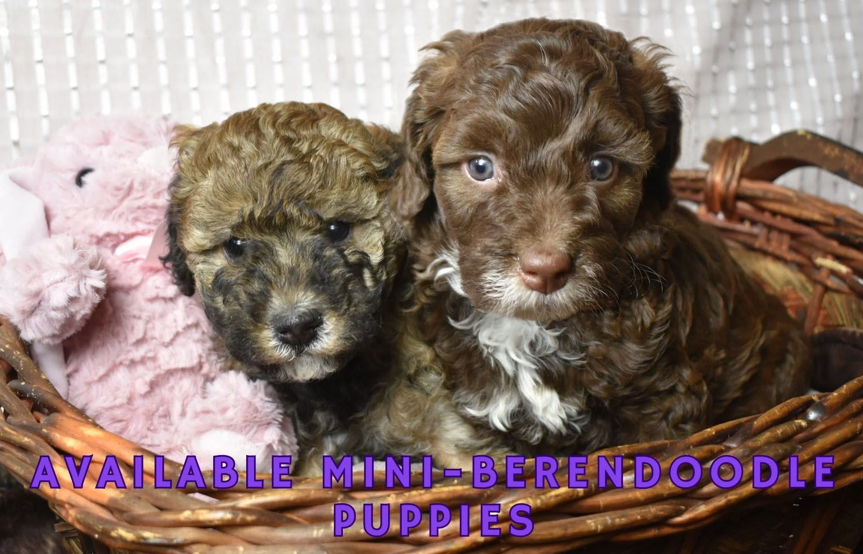 Cockapoo and Cavapoo puppies for sale!