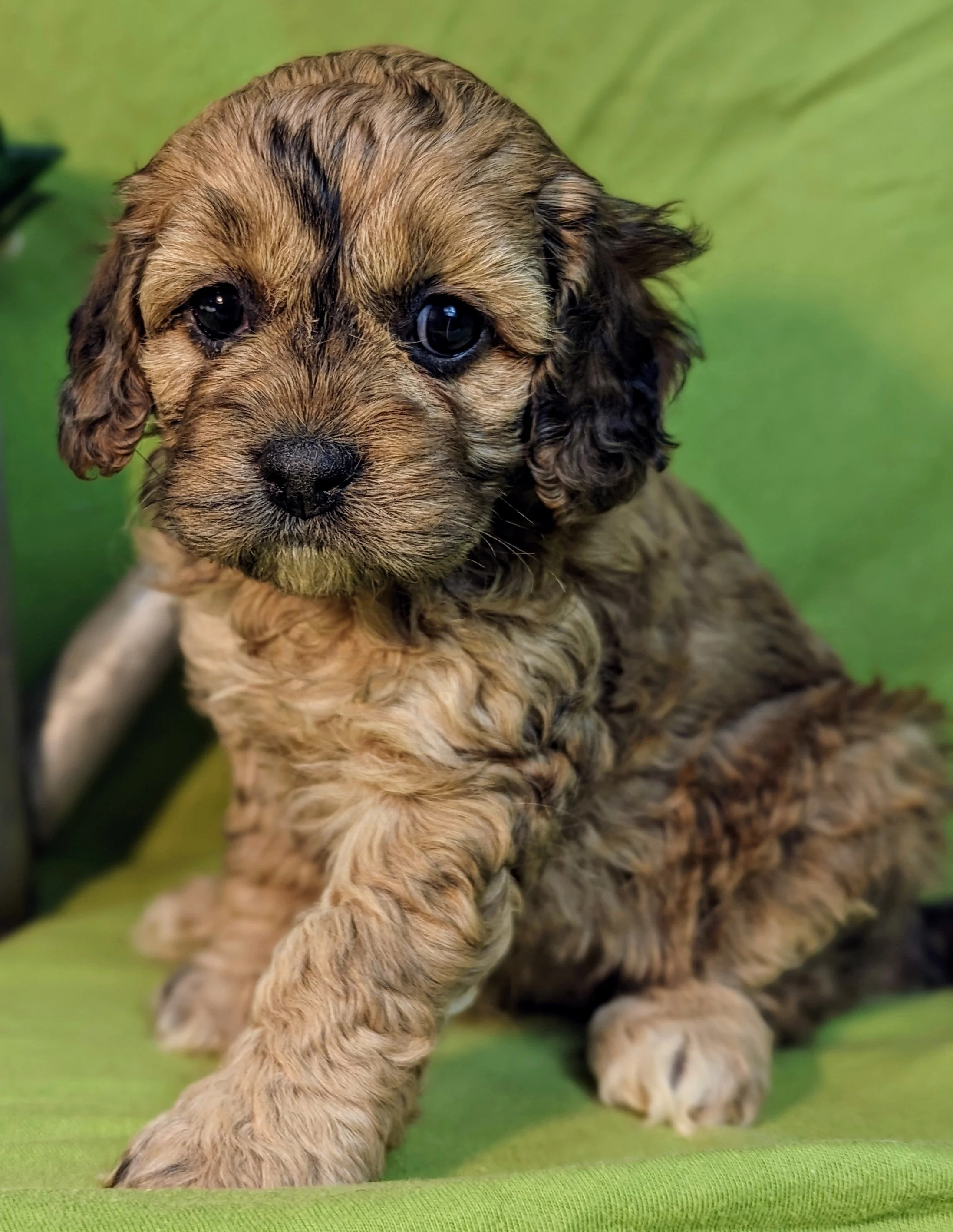 Cockapoo, Cavapoo, Mini Poodle Puppies for sale.