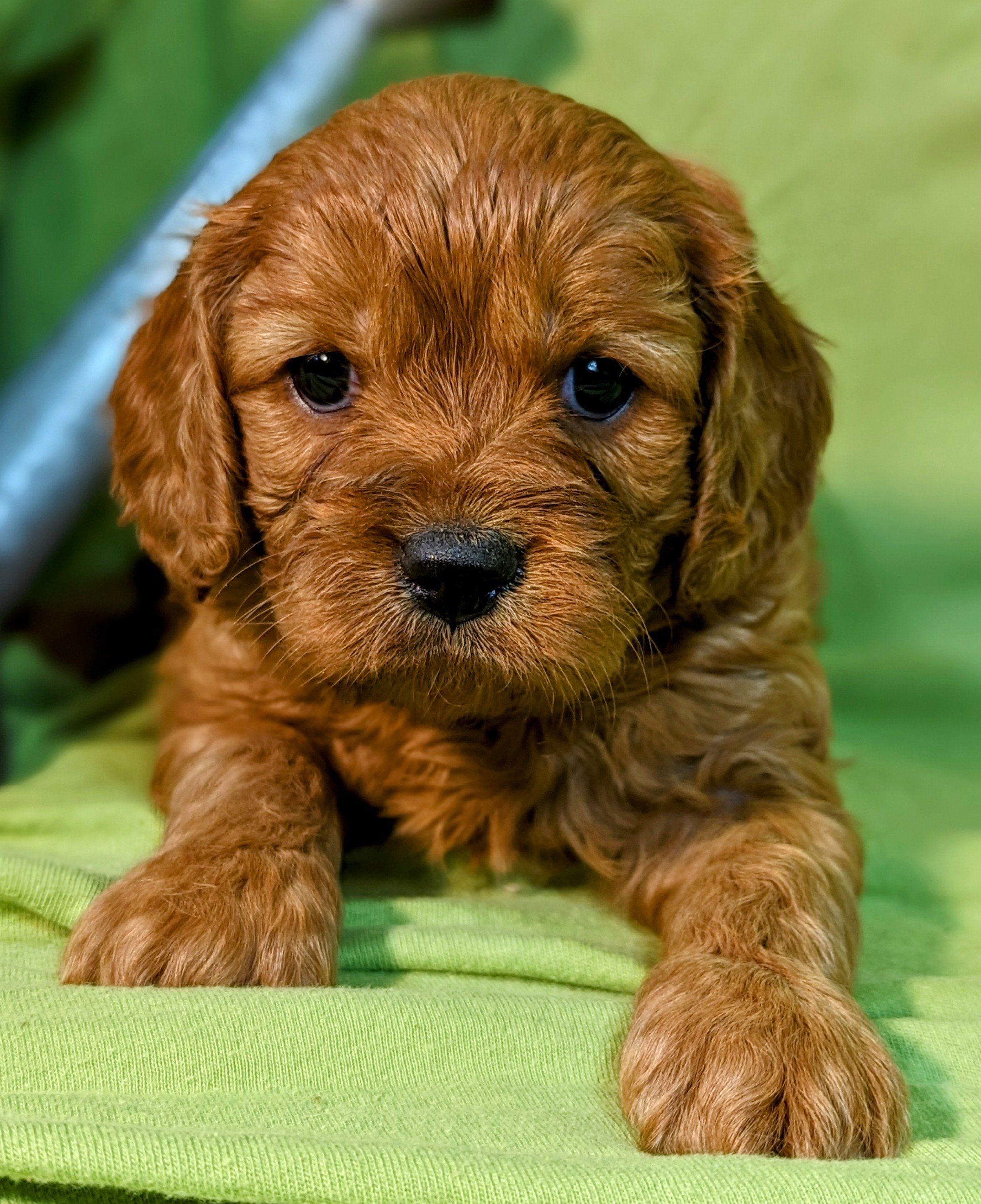 Cockapoo, Cavapoo, Mini Poodle Puppies for sale.