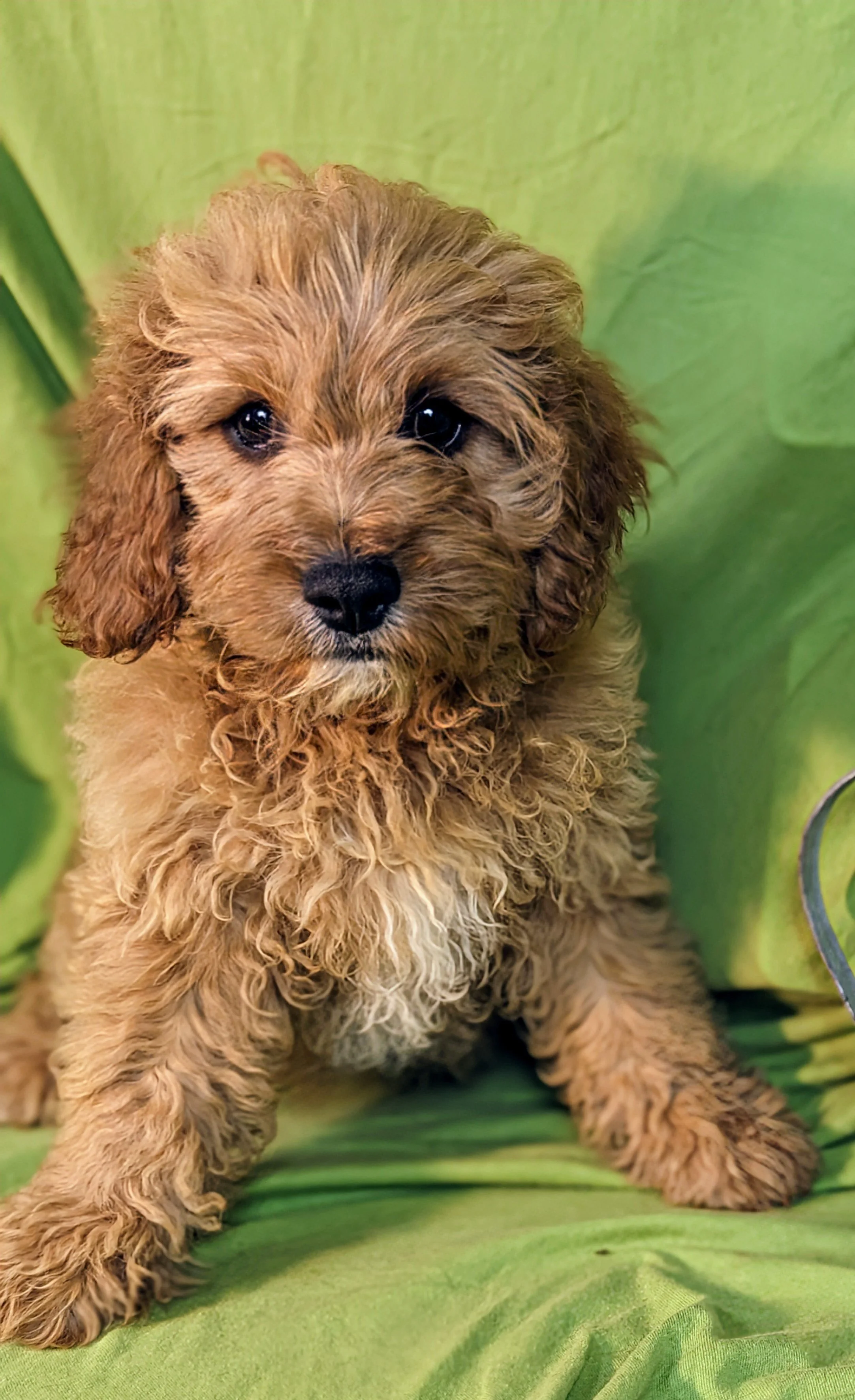 Cockapoo, Cavapoo, Mini Poodle Puppies for sale.