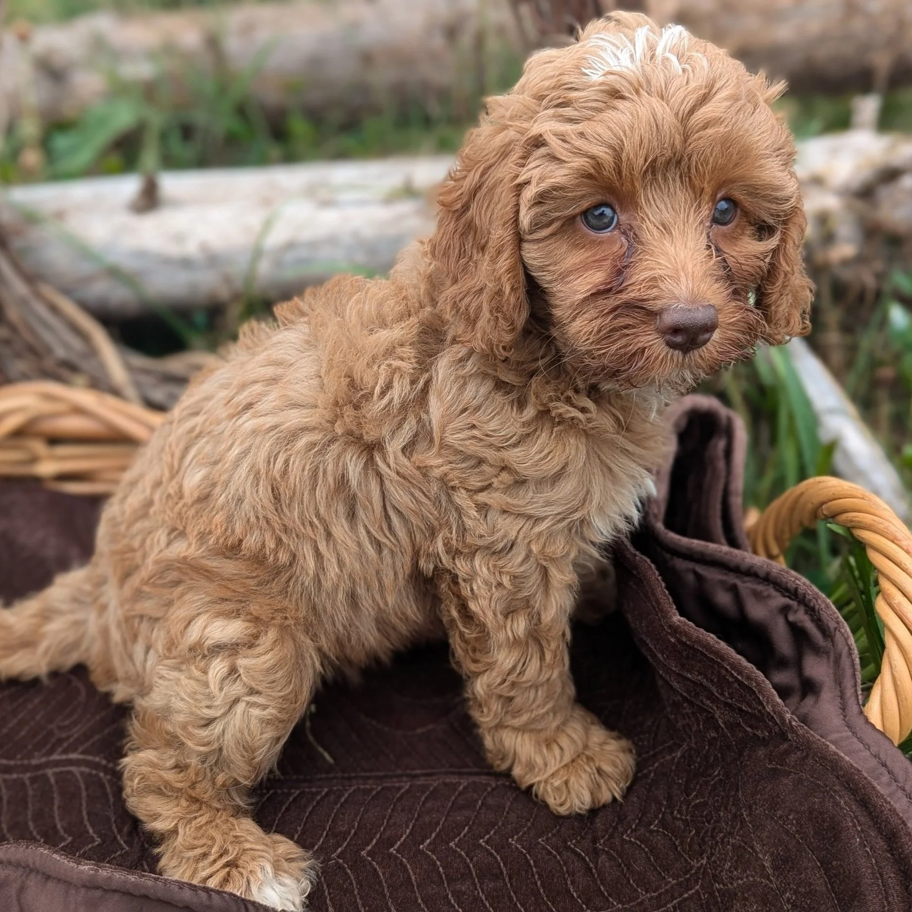 Cockapoo, Cavapoo, Mini Poodle Puppies for sale.