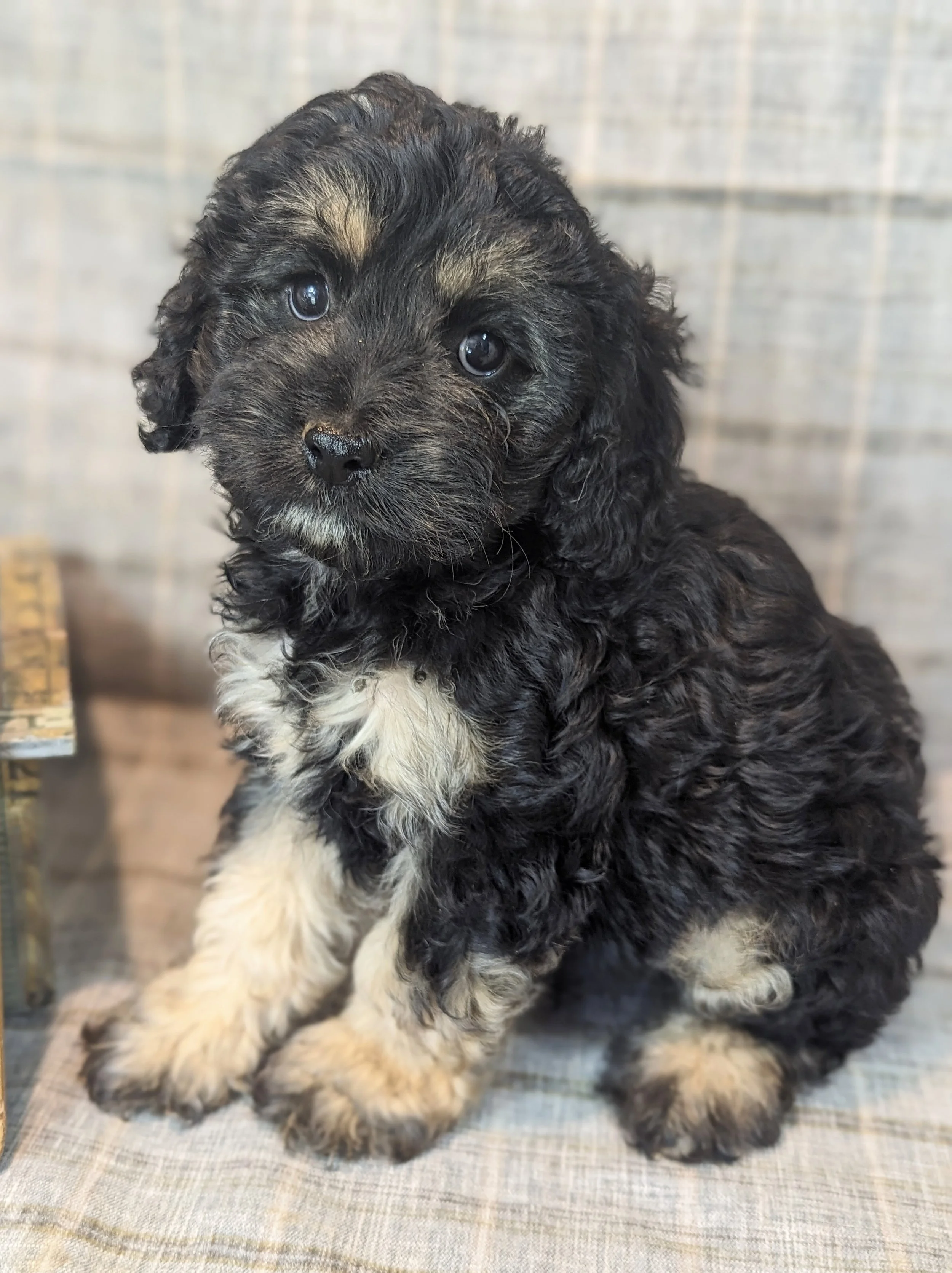 Cockapoo, Cavapoo, Mini Poodle Puppies for sale.
