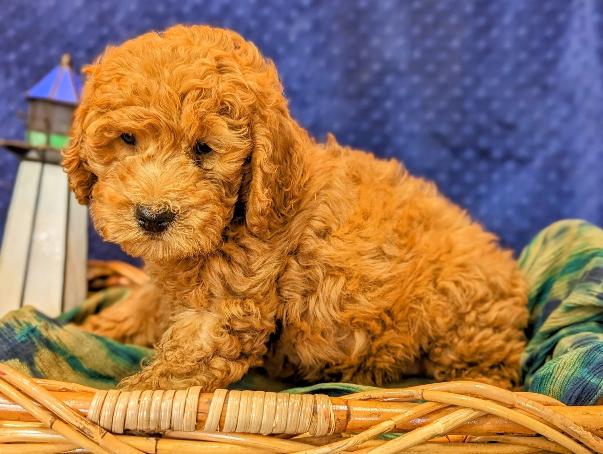 Cockapoo, Cavapoo, Mini Poodle Puppies for sale.