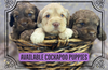 Cockapoo and Cavapoo puppies for sale!