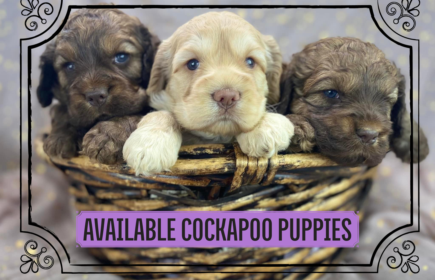 Cockapoo and Cavapoo puppies for sale!