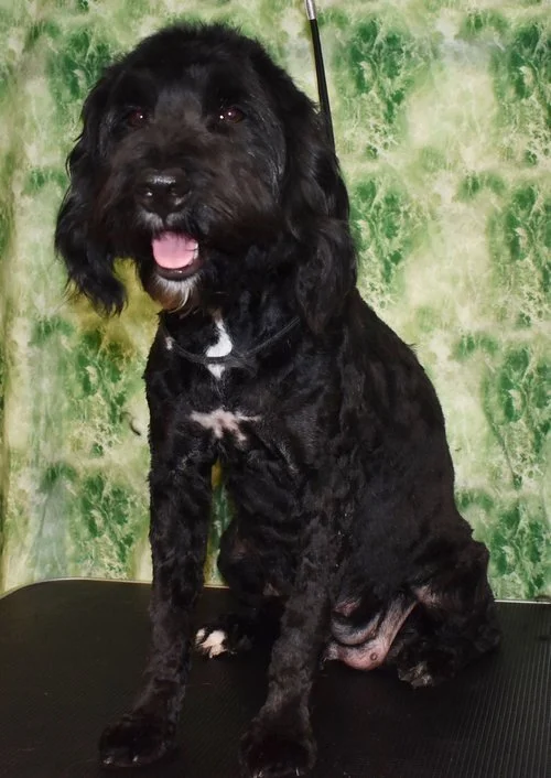 Cockapoo and Cavapoo puppies for sale!