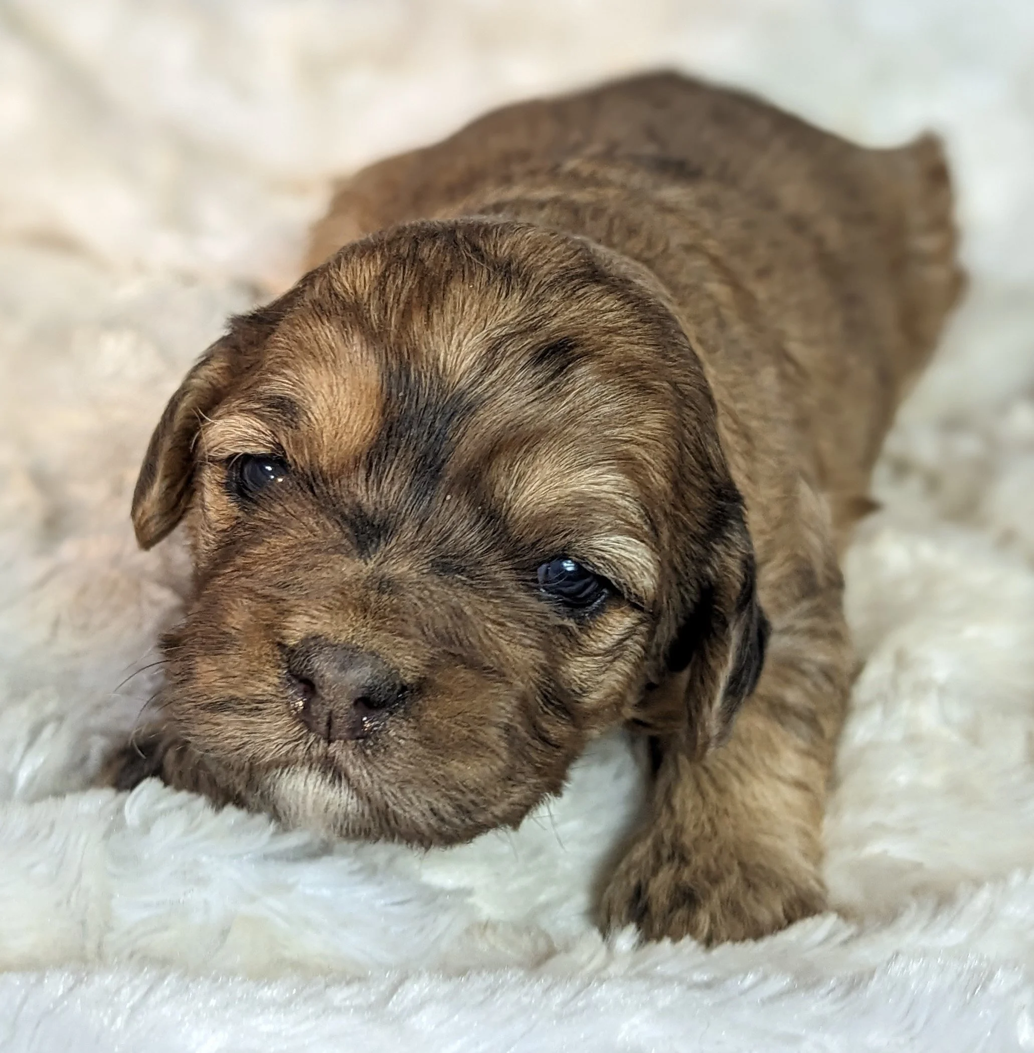 Cockapoo, Cavapoo, Mini Poodle Puppies for sale.