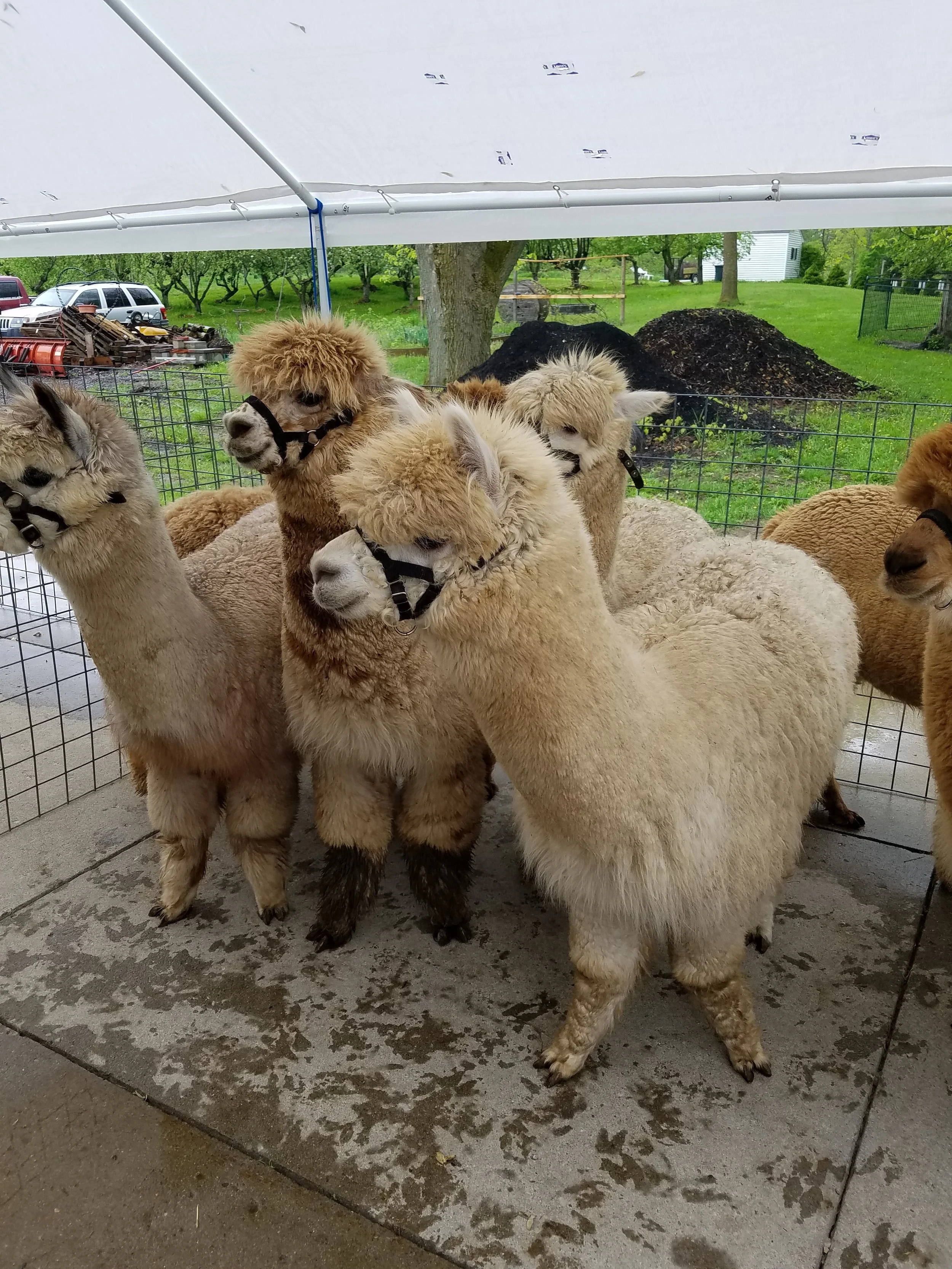 Alpaca Shearing Day at Thistle Creek Alpacas! - handspun yarn blog ...