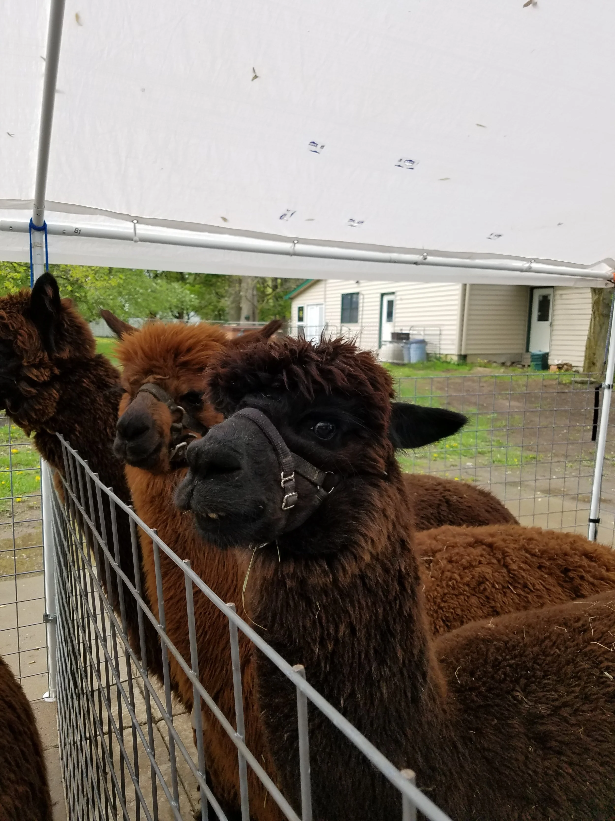 Alpaca Shearing Day at Thistle Creek Alpacas! - handspun yarn blog ...