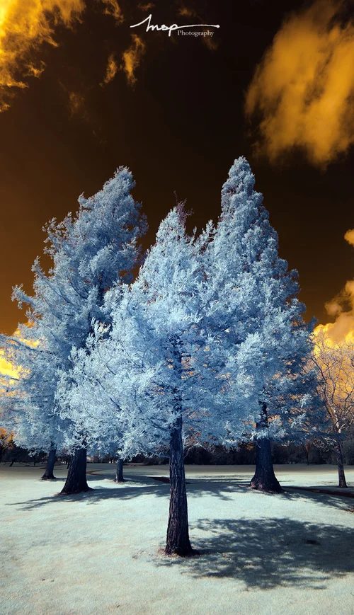 Matthew Stuart Piper Fine Art Infrared Photography