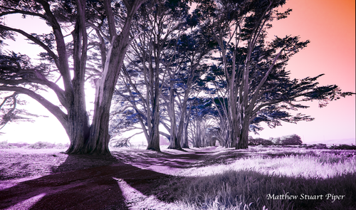 Matthew Stuart Piper Fine Art Infrared Photography
