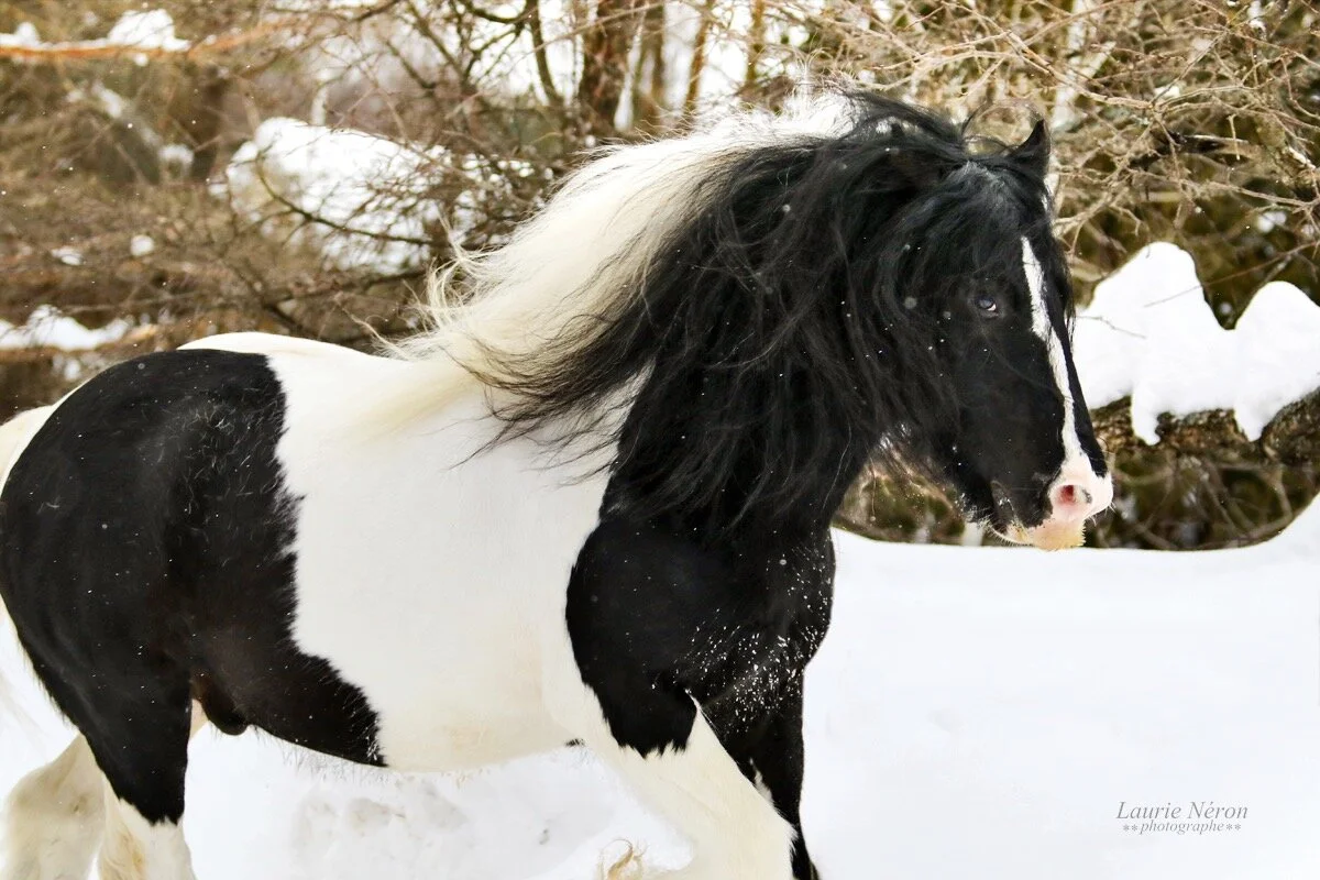 Galloping Goop Testimonial | Penelope Heroux talks Goop products on ...