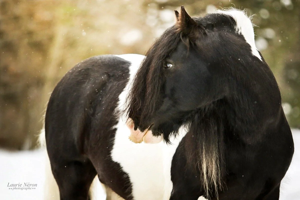 Galloping Goop Testimonial | Penelope Heroux talks Goop products on ...