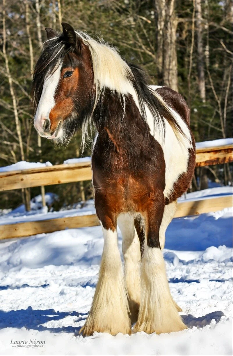 Galloping Goop Testimonial | Penelope Heroux talks Goop products on ...