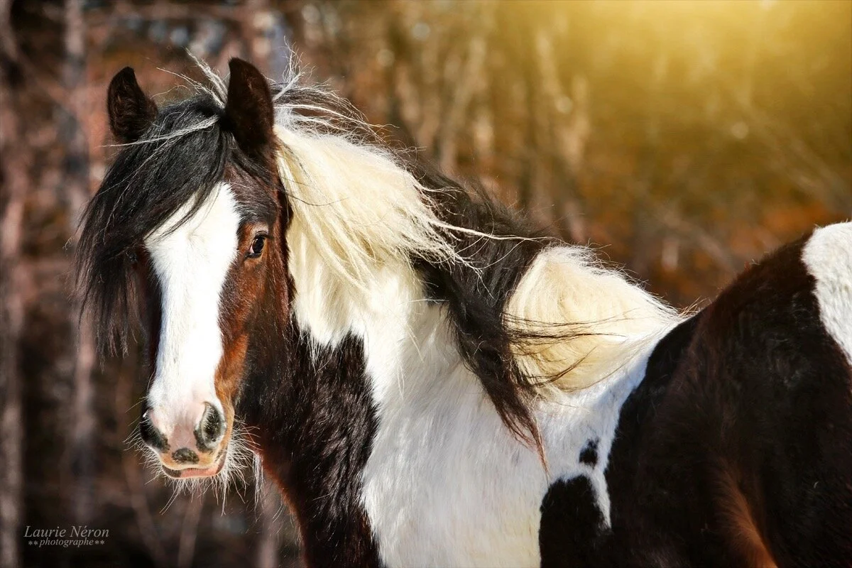 Galloping Goop Testimonial | Penelope Heroux talks Goop products on ...