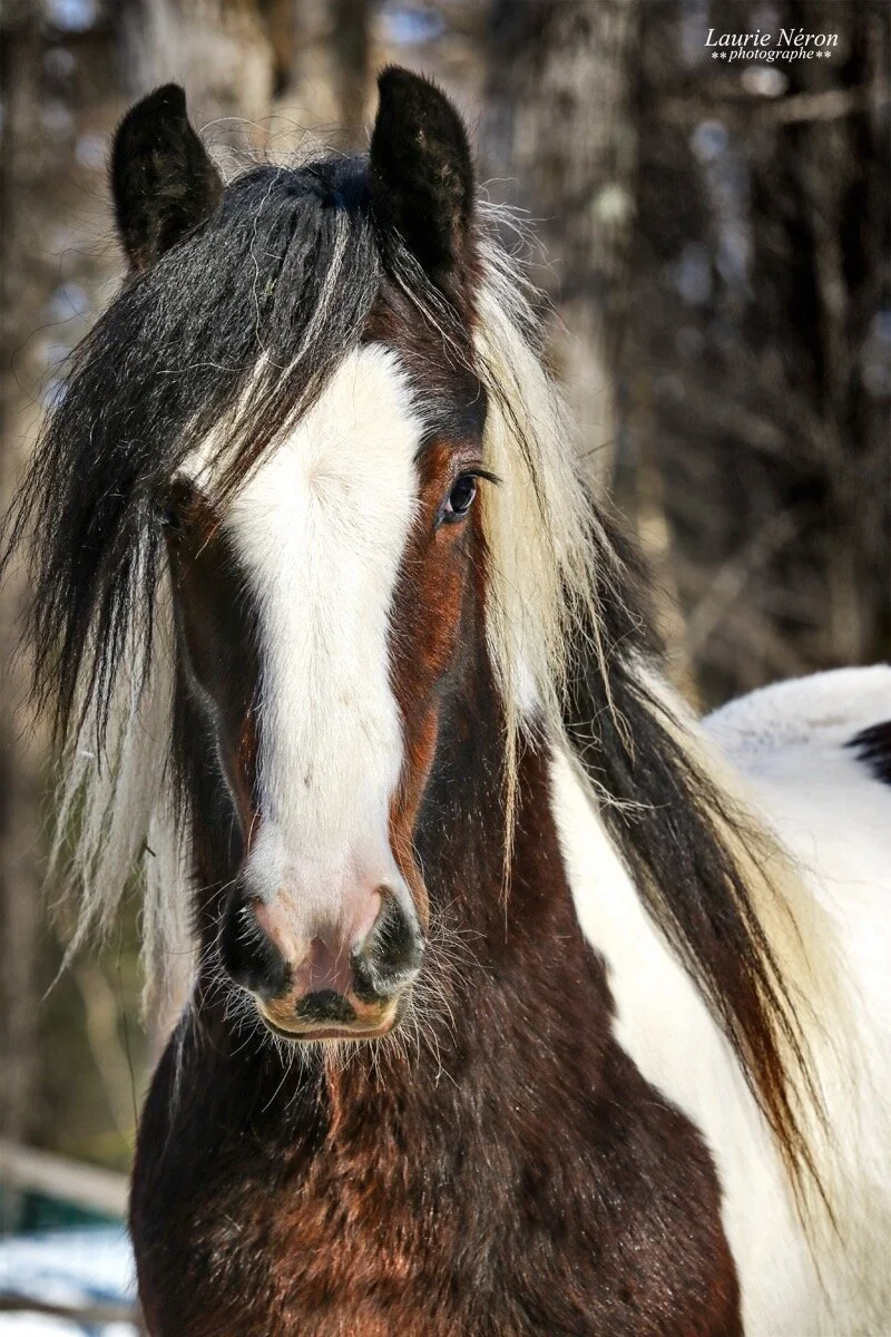Galloping Goop Testimonial | Penelope Heroux talks Goop products on ...