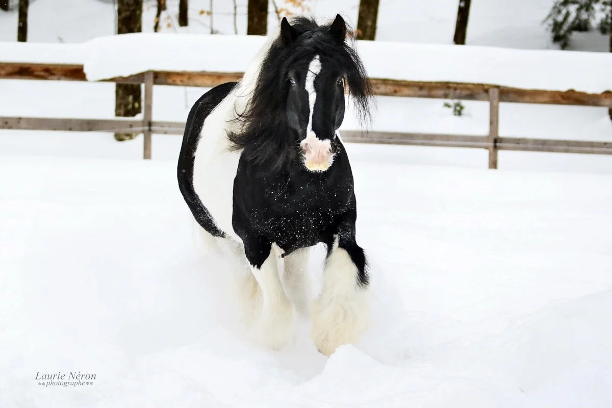 Galloping Goop Testimonial | Penelope Heroux talks Goop products on ...