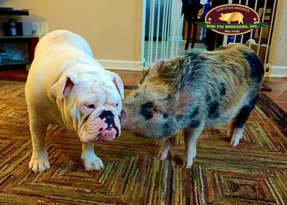 Full Grown Micro Pigs