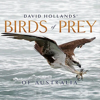 David Hollands' Birds