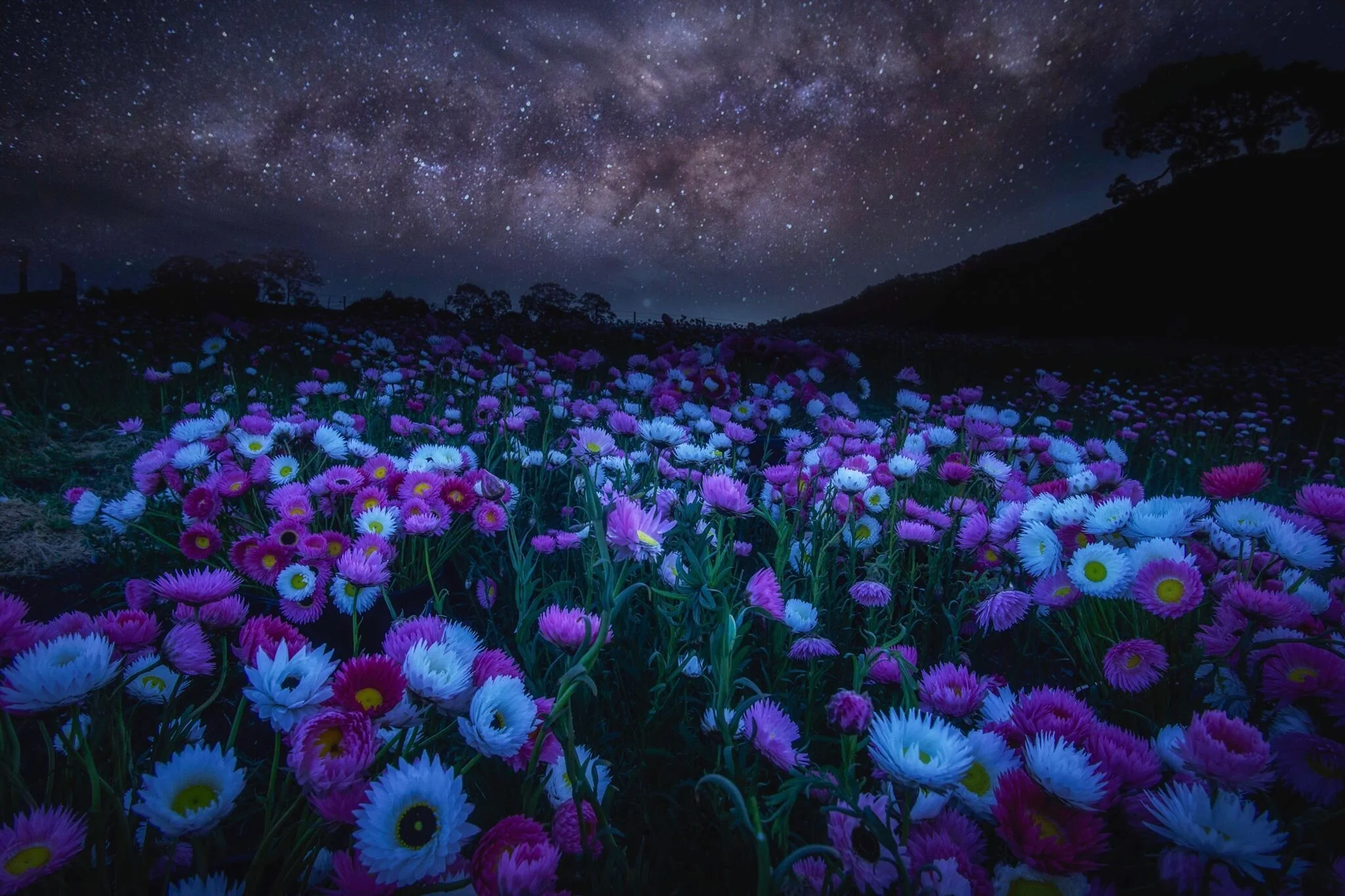 Astro Flowers by Jenna Elise (A2 Poster) — Mountain View Farm Tilba