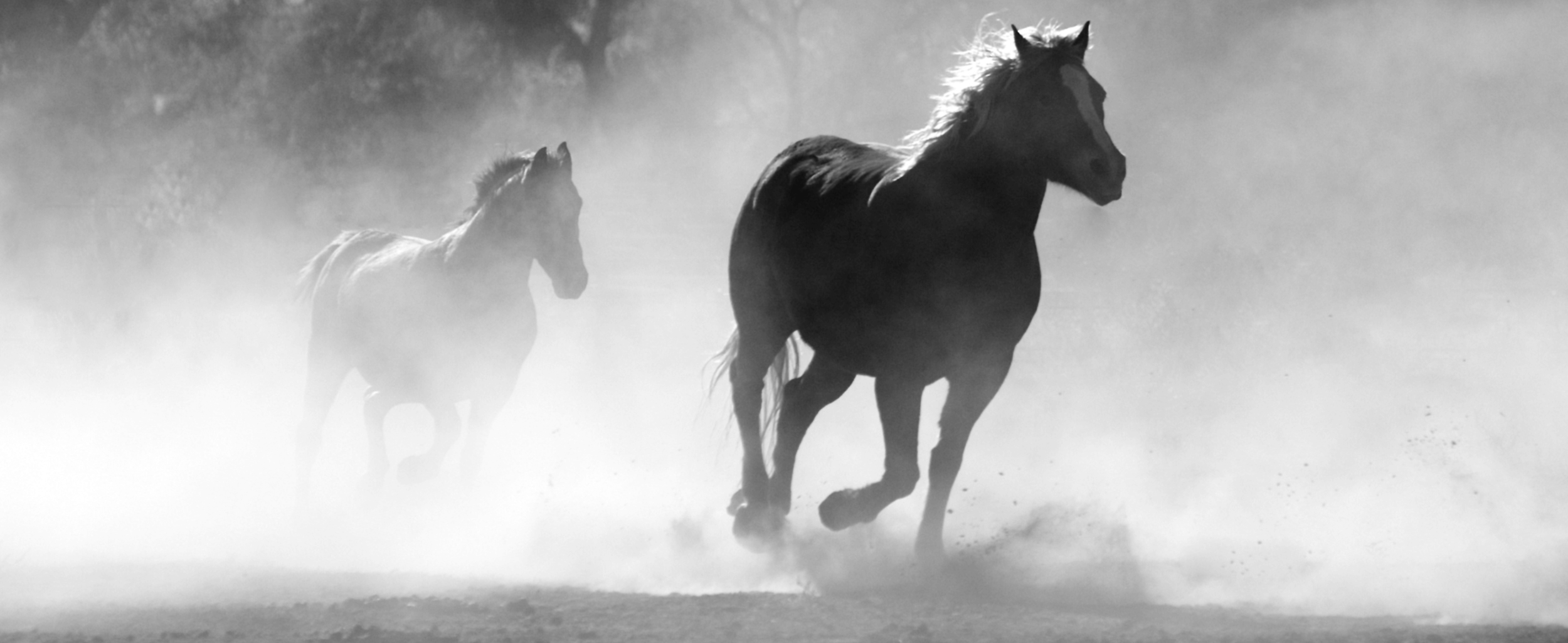 Sonoma County Horse Council