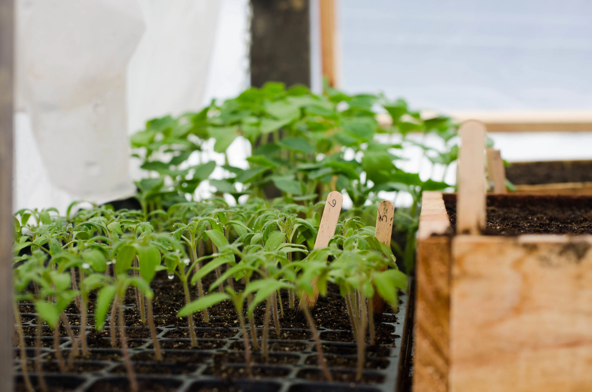 Pack River Farm — Pack River Farm