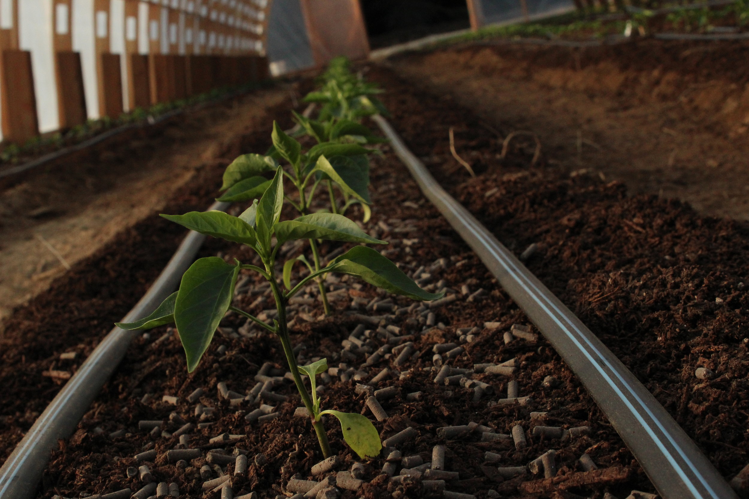 Pack River Farm — Pack River Farm