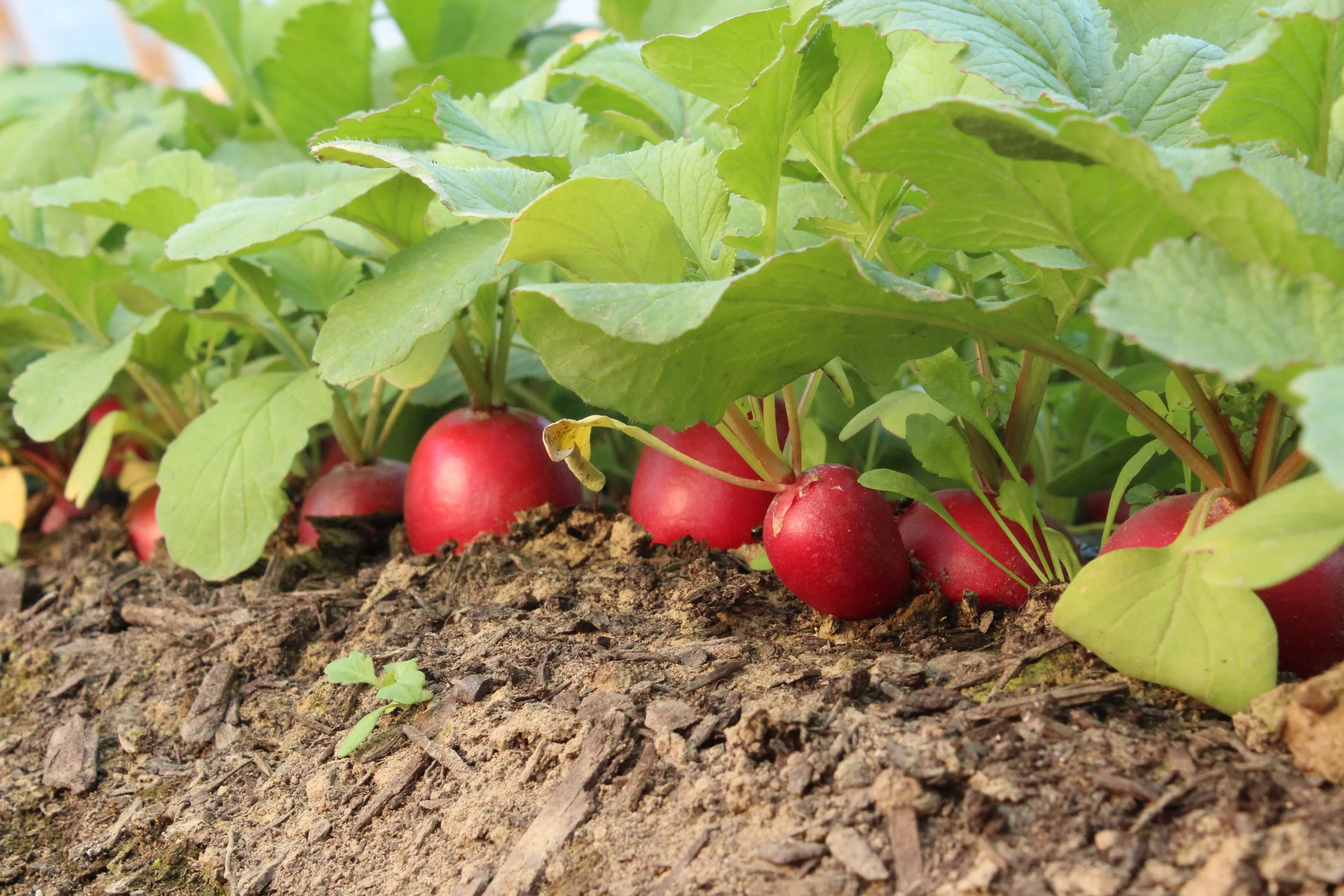 Pack River Farm — Pack River Farm