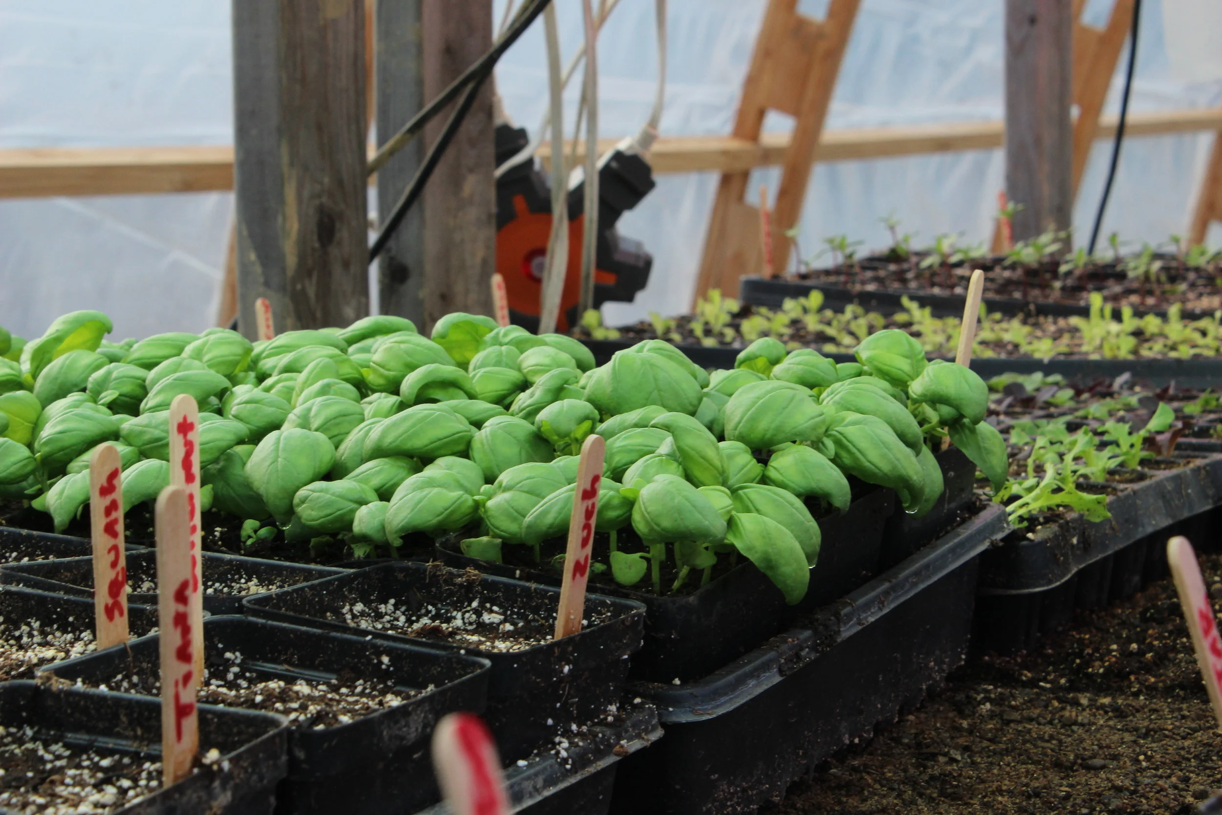 Pack River Farm — Pack River Farm