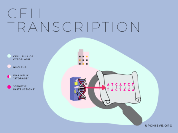 What is the Difference between Transcription and Translation?