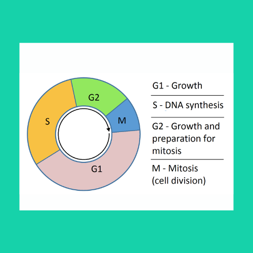 Replication, Transcription, and Translation: Easy Guide to How Proteins ...