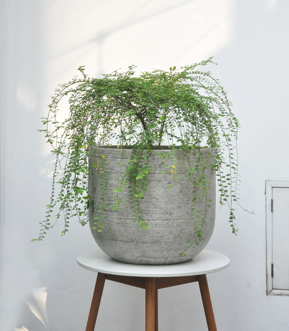 Casamia Interior - Potted Trees | Plants