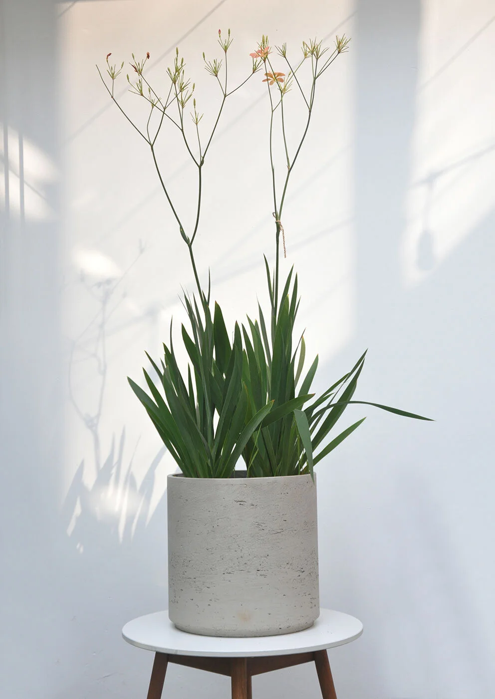 Casamia Interior - Potted Trees | Plants