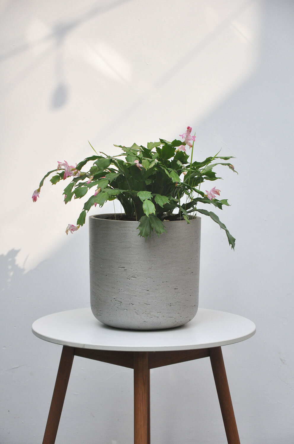 Casamia Interior - Potted Trees | Plants