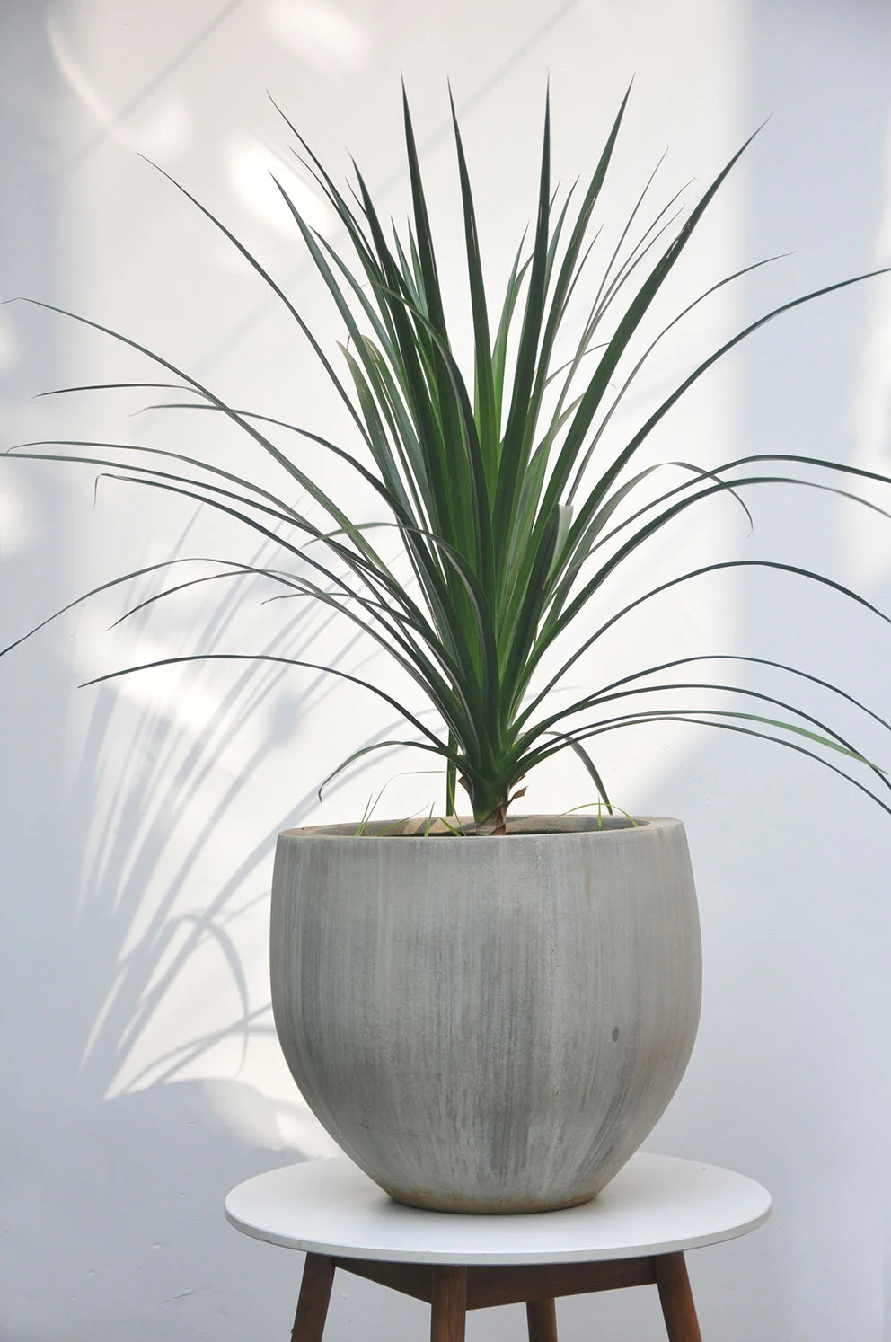 Casamia Interior - Potted Trees | Plants