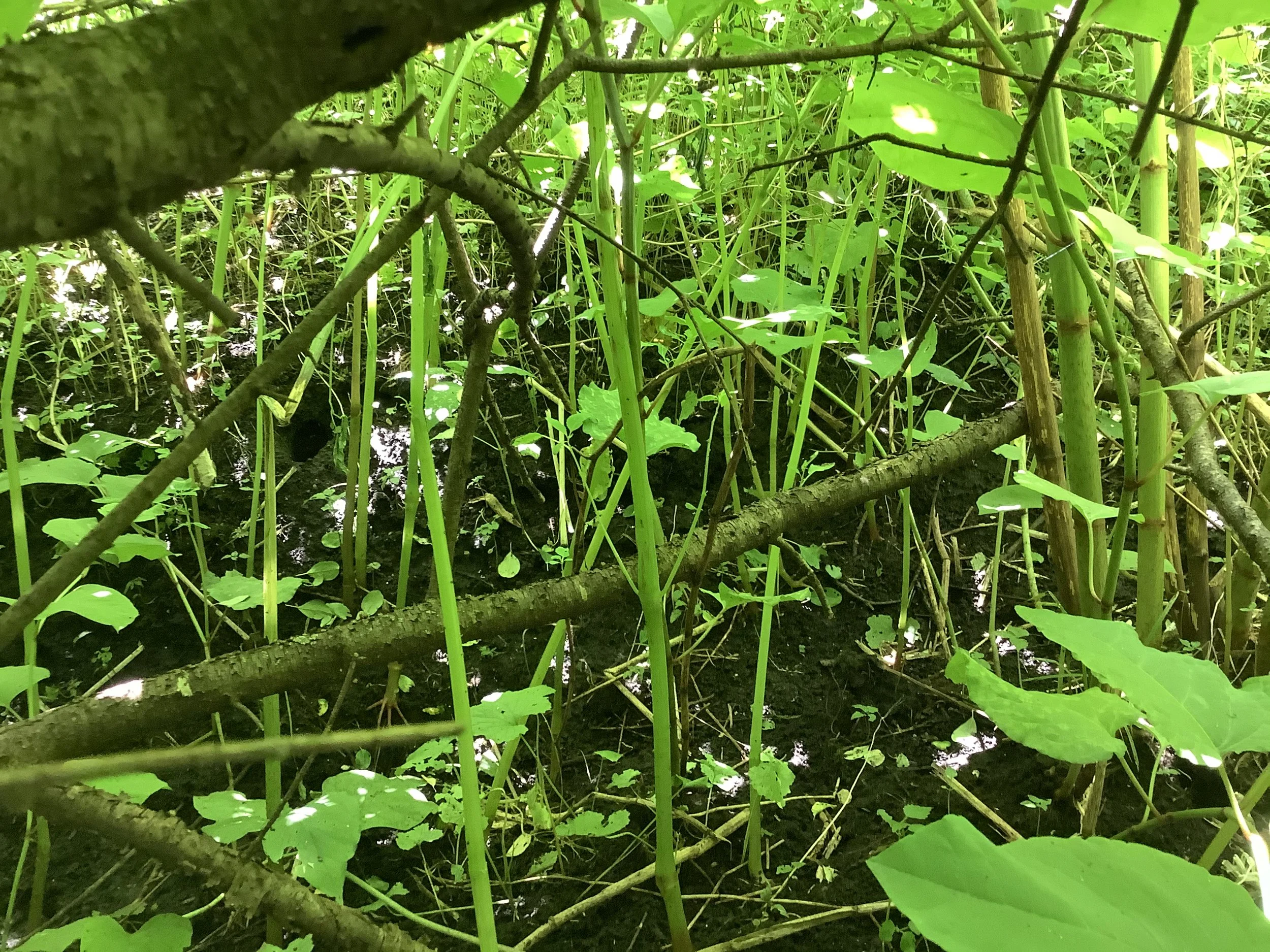Resource Inventory and Management Studies — Young Environmental ...