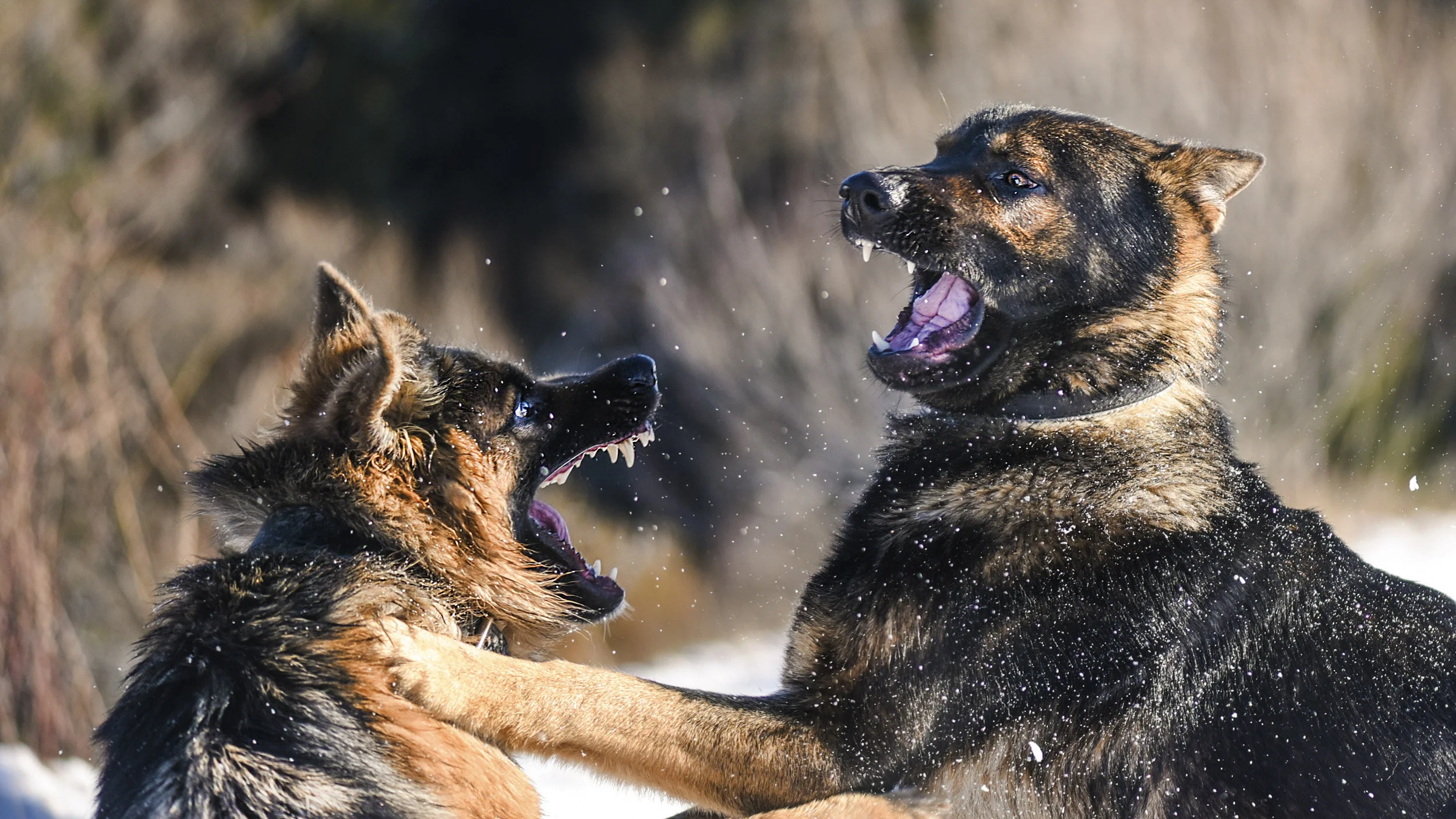 Will Neutering Stop Aggression In Dogs