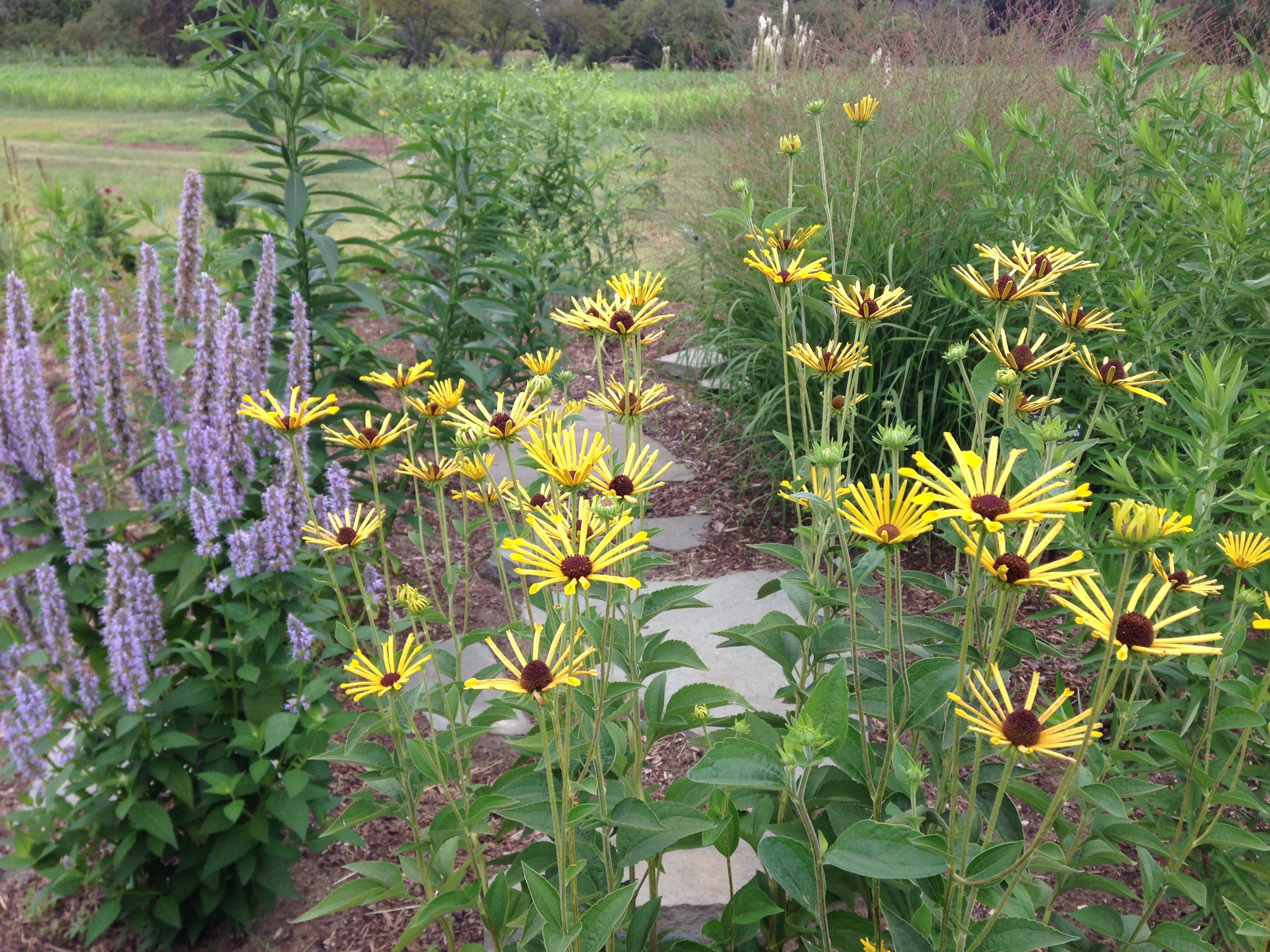 Pollinator Garden — Friends of the Horticulture Farm