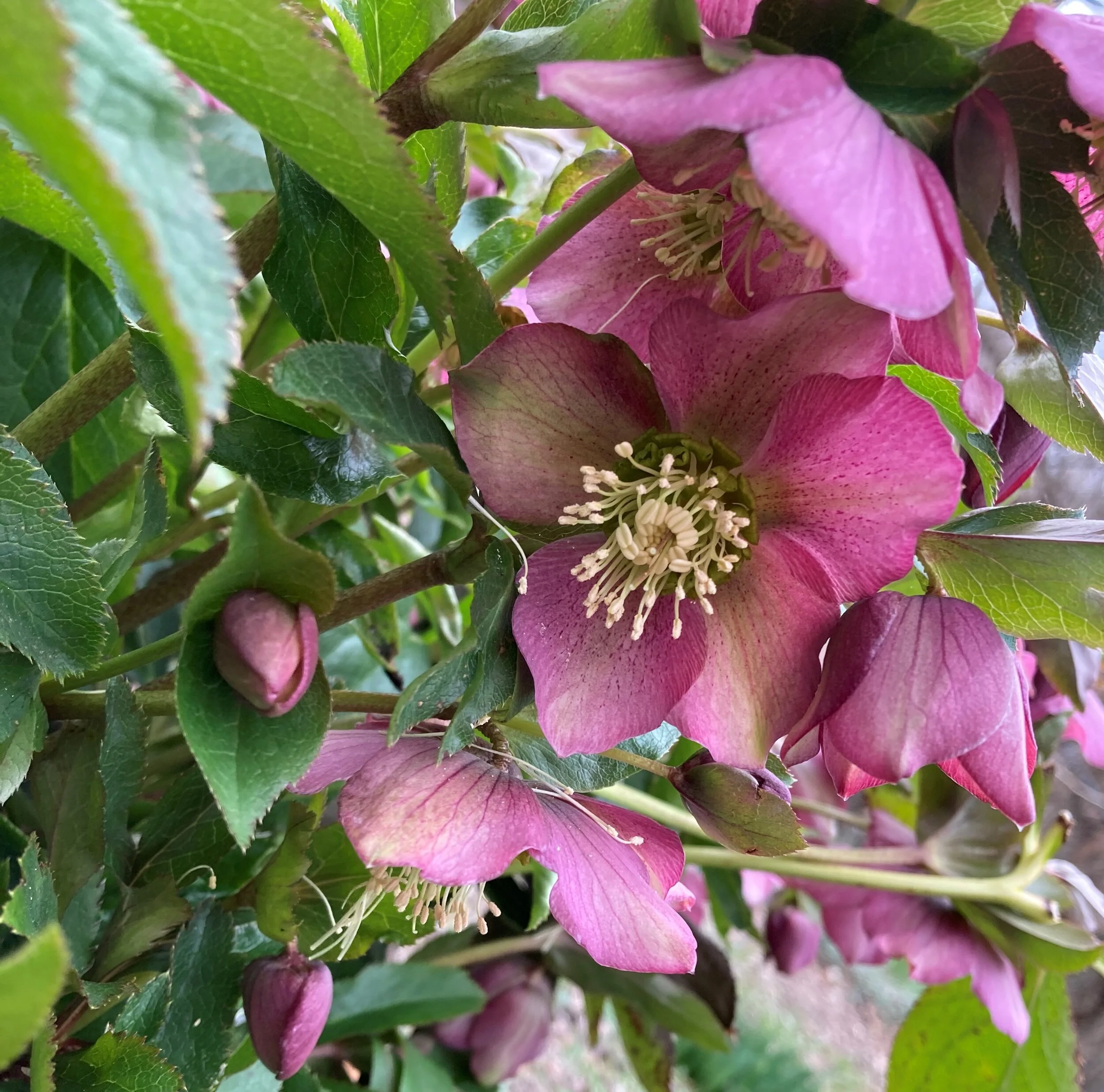 Garden Reflection by Tina C. — Greater Nashville UU