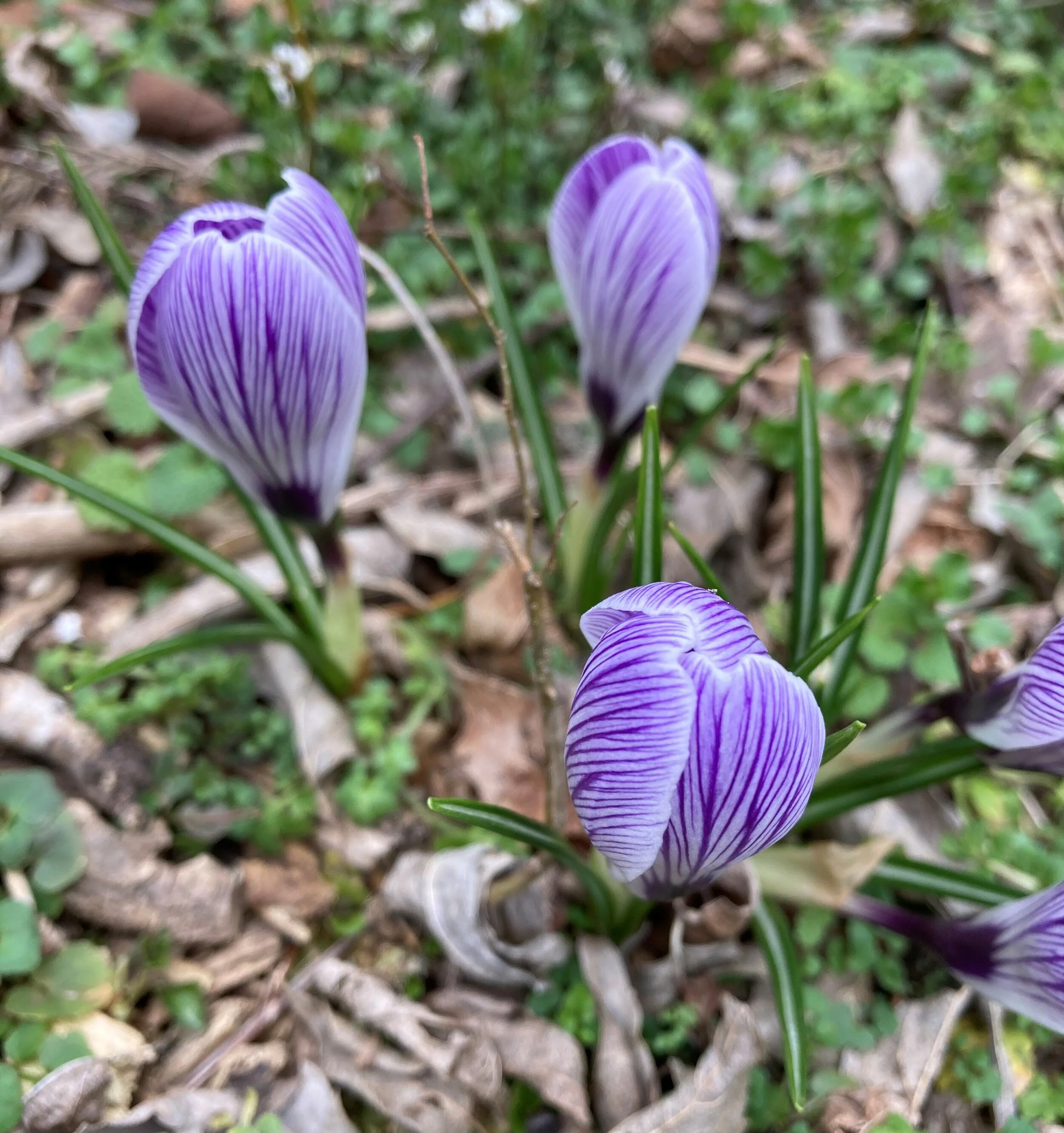 Garden Reflection by Tina C. — Greater Nashville UU