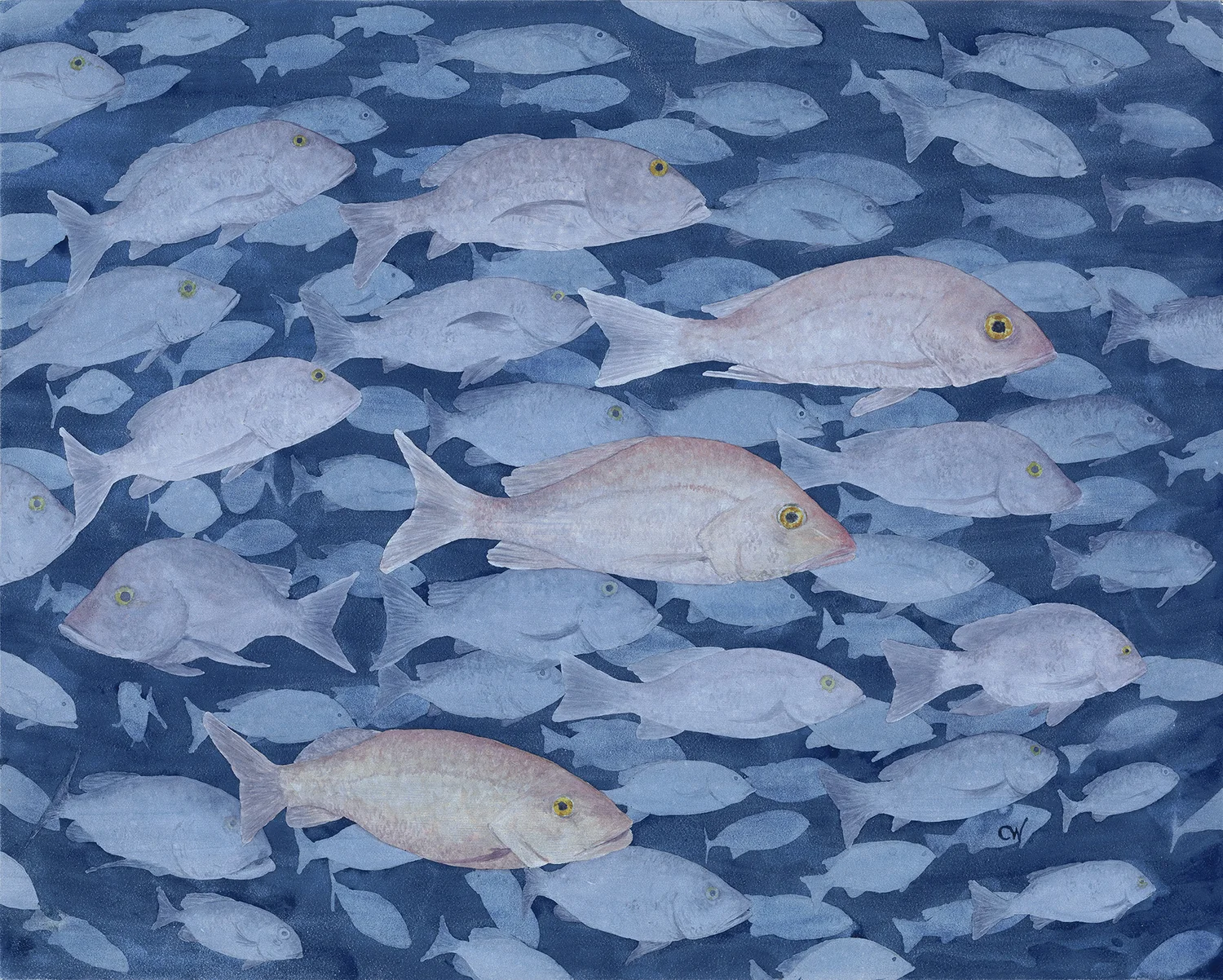 Red Snapper Swimming
