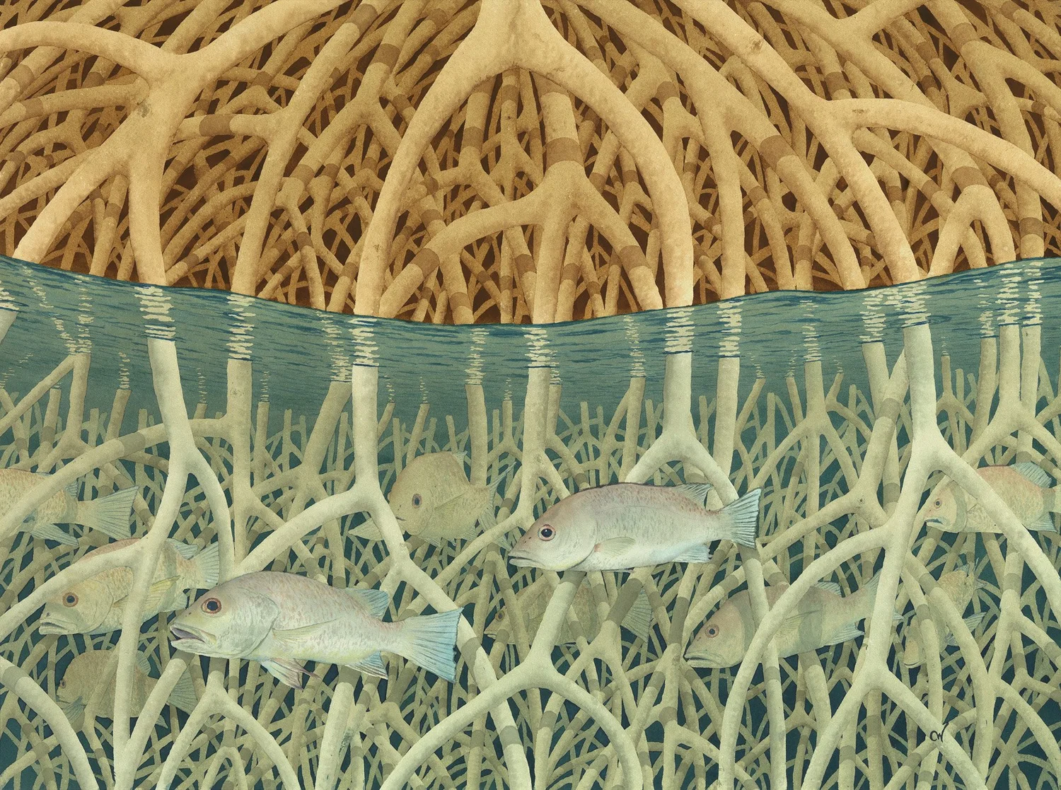 Mangrove Fish