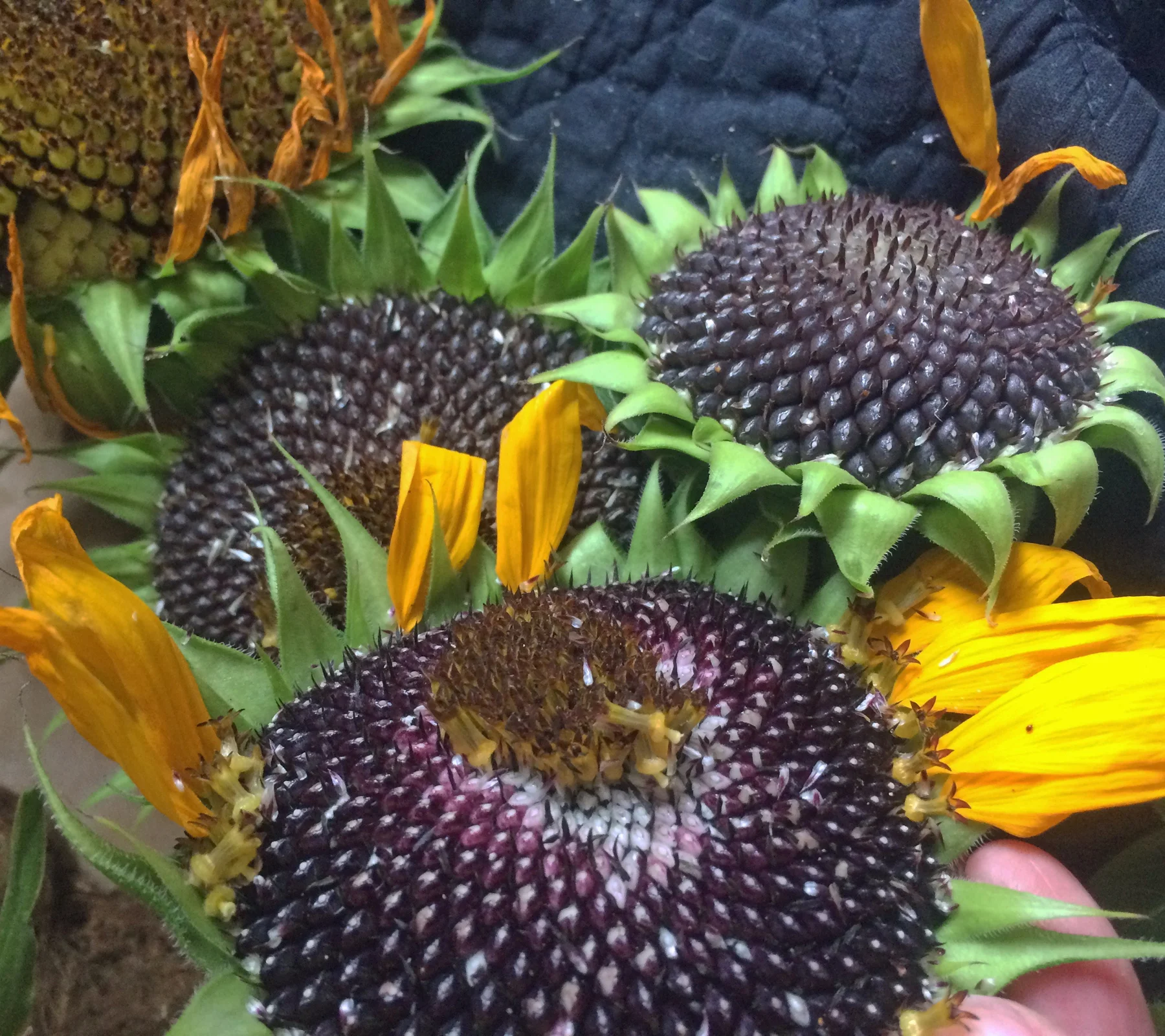 Hopi Sunflower Seeds — Dye Lab