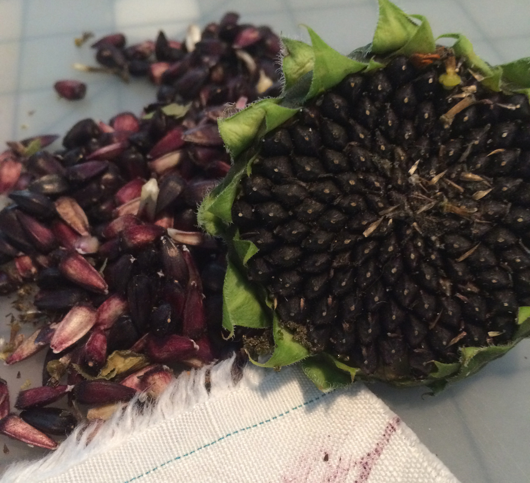 Hopi Sunflower Seeds — Dye Lab