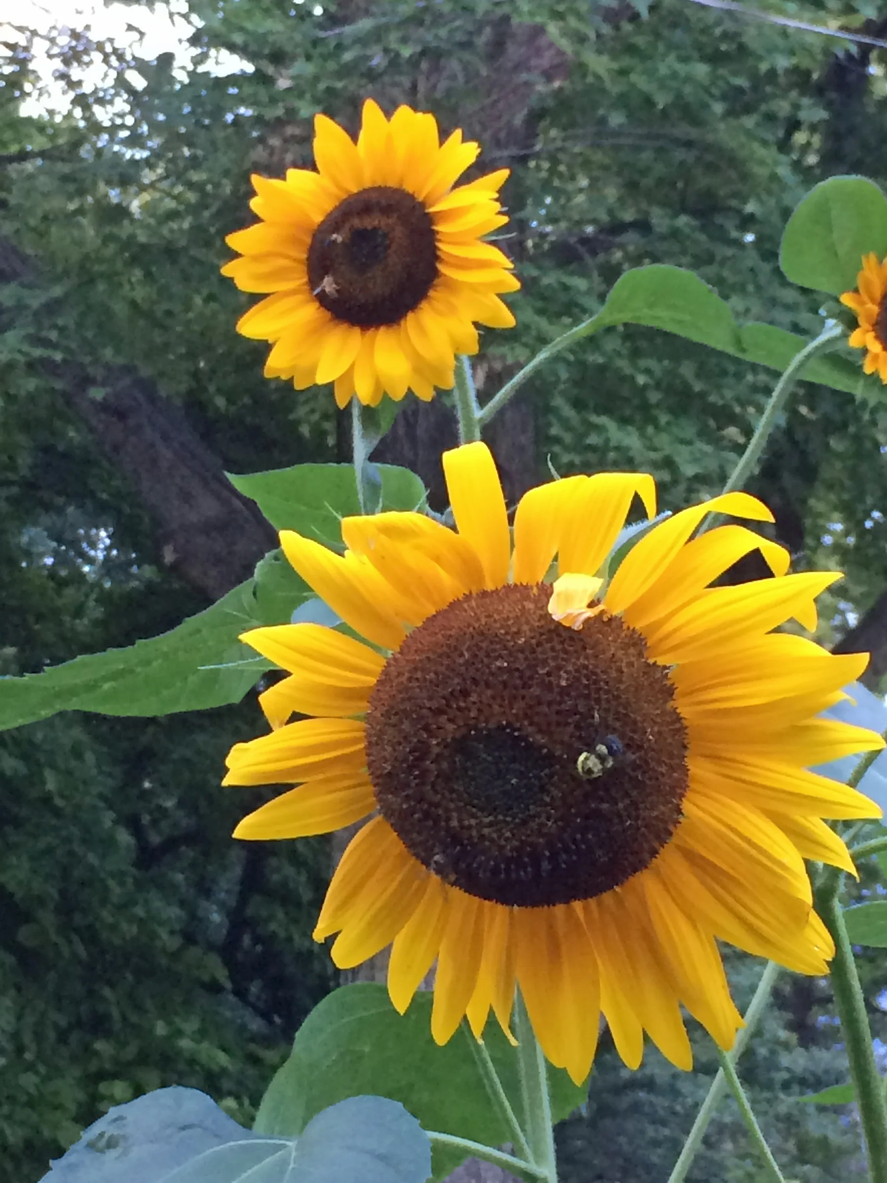 Hopi Sunflower Seeds — Dye Lab