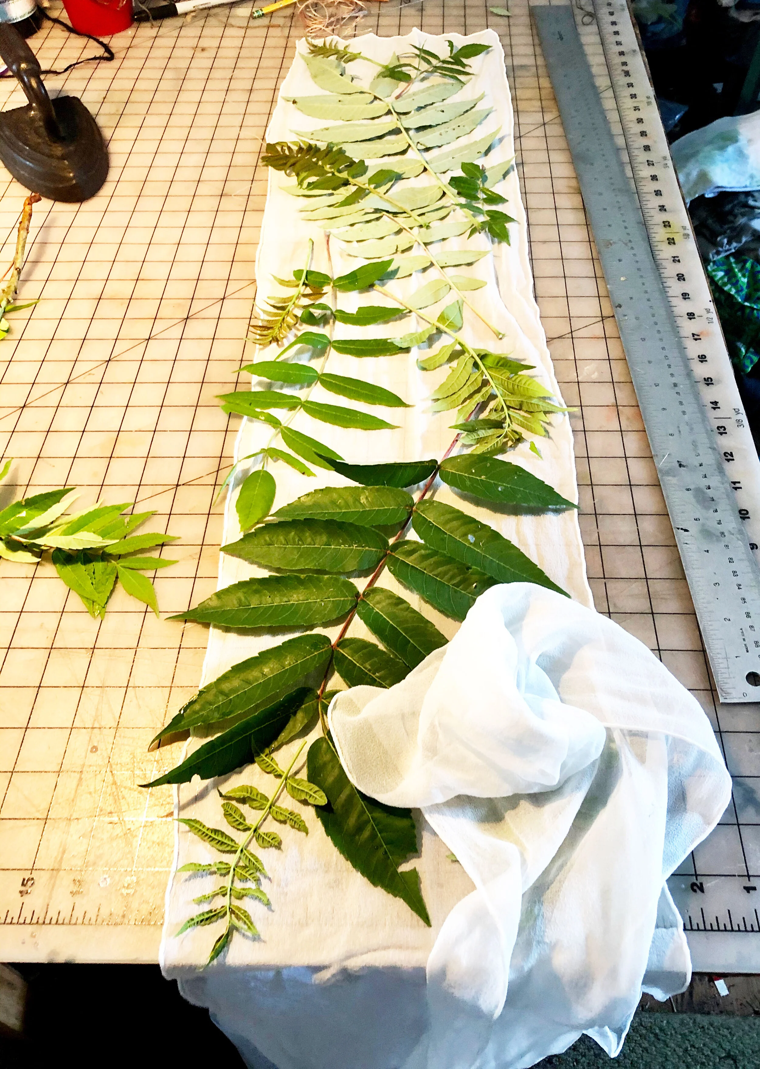 Staghorn Sumac — Dye Lab