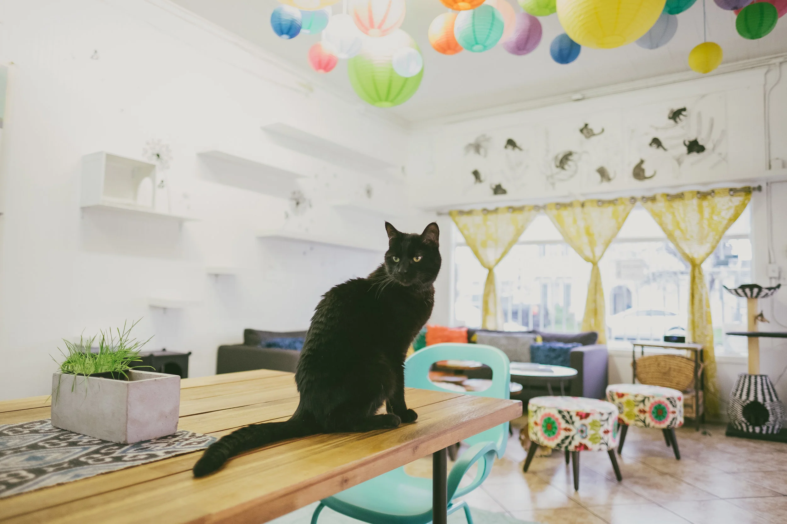 Re-home your pet — The Dancing Cat - Adopt a cat in San Jose
