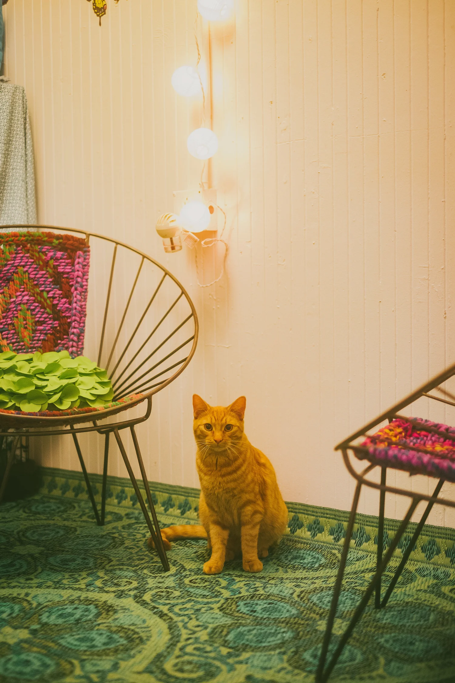 Re-home your pet — The Dancing Cat - Adopt a cat in San Jose