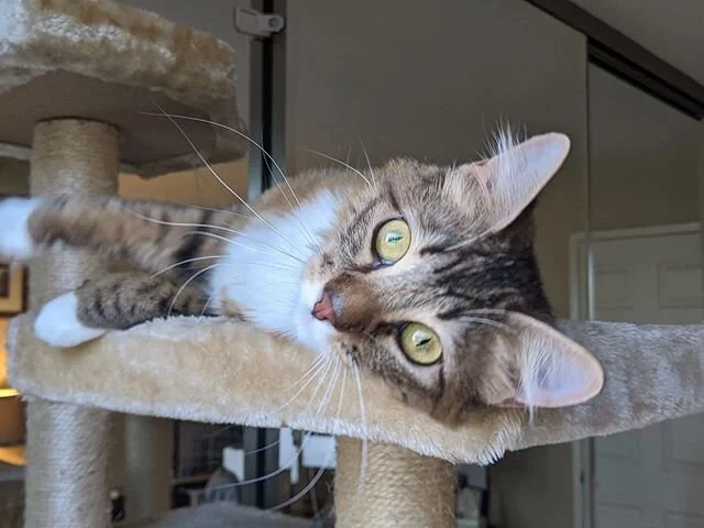 What We Do — The Dancing Cat - Adopt a cat in San Jose