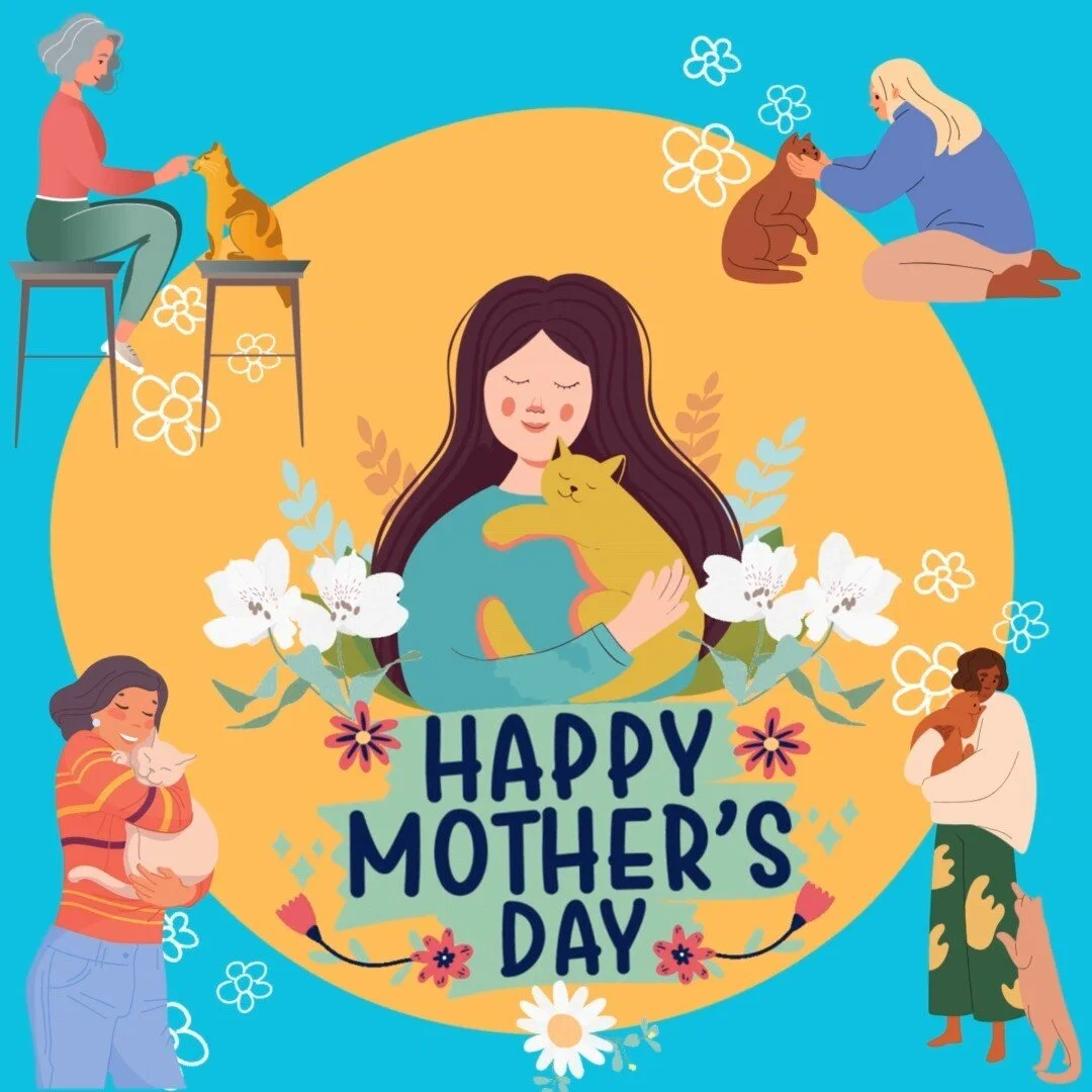 What We Do — The Dancing Cat - Adopt a cat in San Jose